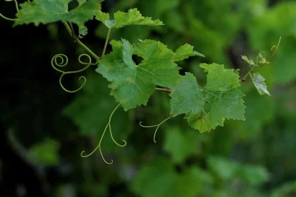 Plante vivace : définition